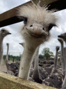Élevage d'autruches - Ferme des Autruches